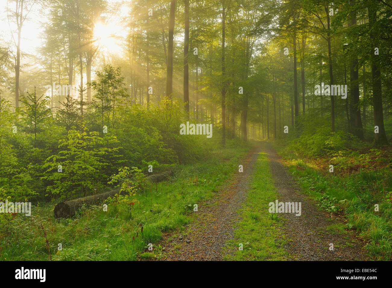 Sunbeams in European Beech (Fagus sylvatica) Forest, Spessart, Bavaria ...