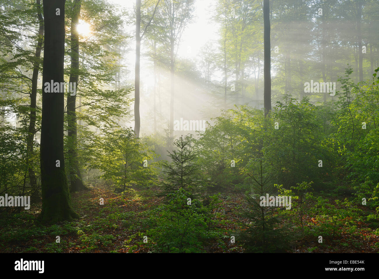 Sunbeams in European Beech (Fagus sylvatica) Forest, Spessart, Bavaria ...