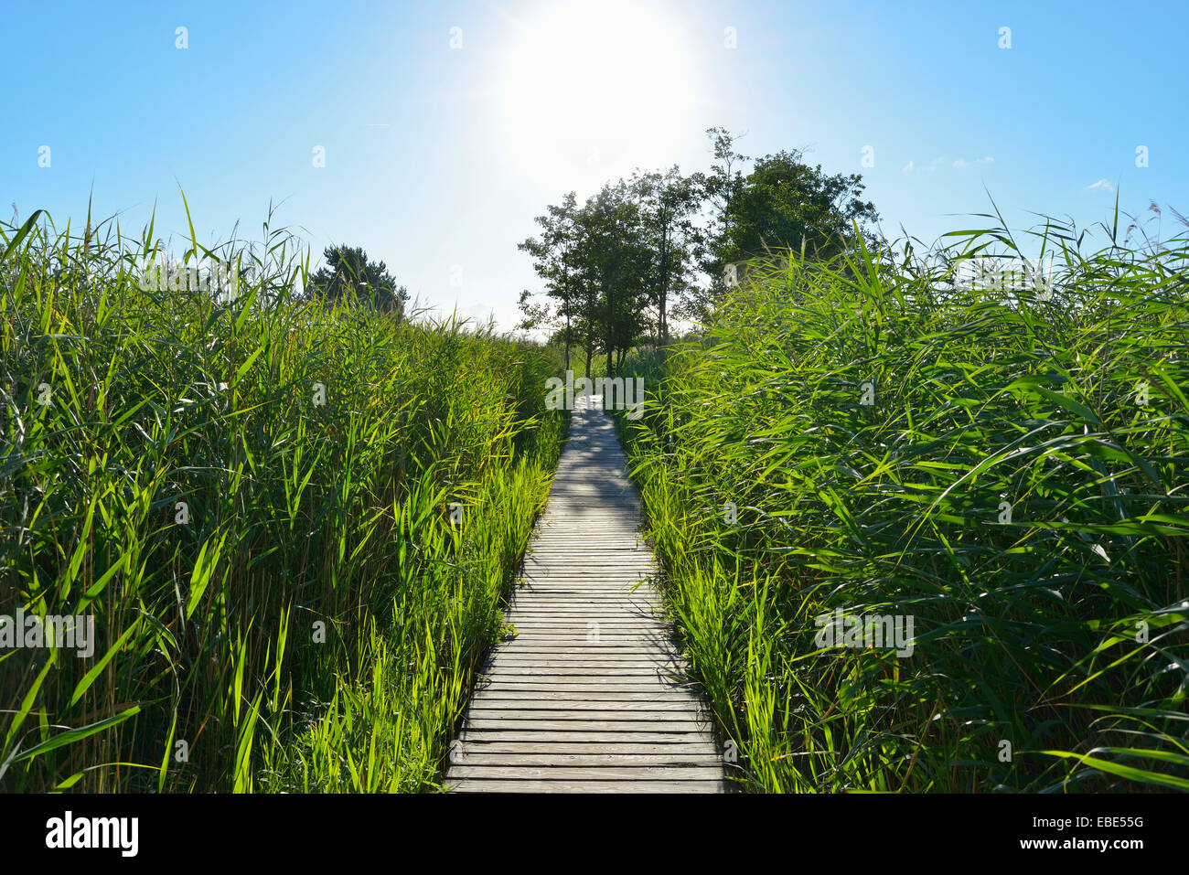 Boardwalk through tall grass hi-res stock photography and images - Alamy