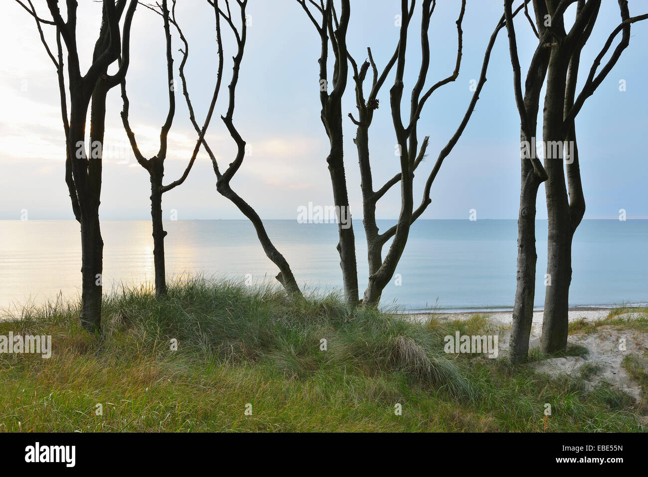 Coastal Forest with Beech Trees, Darss West Beach, Prerow, Darss ...