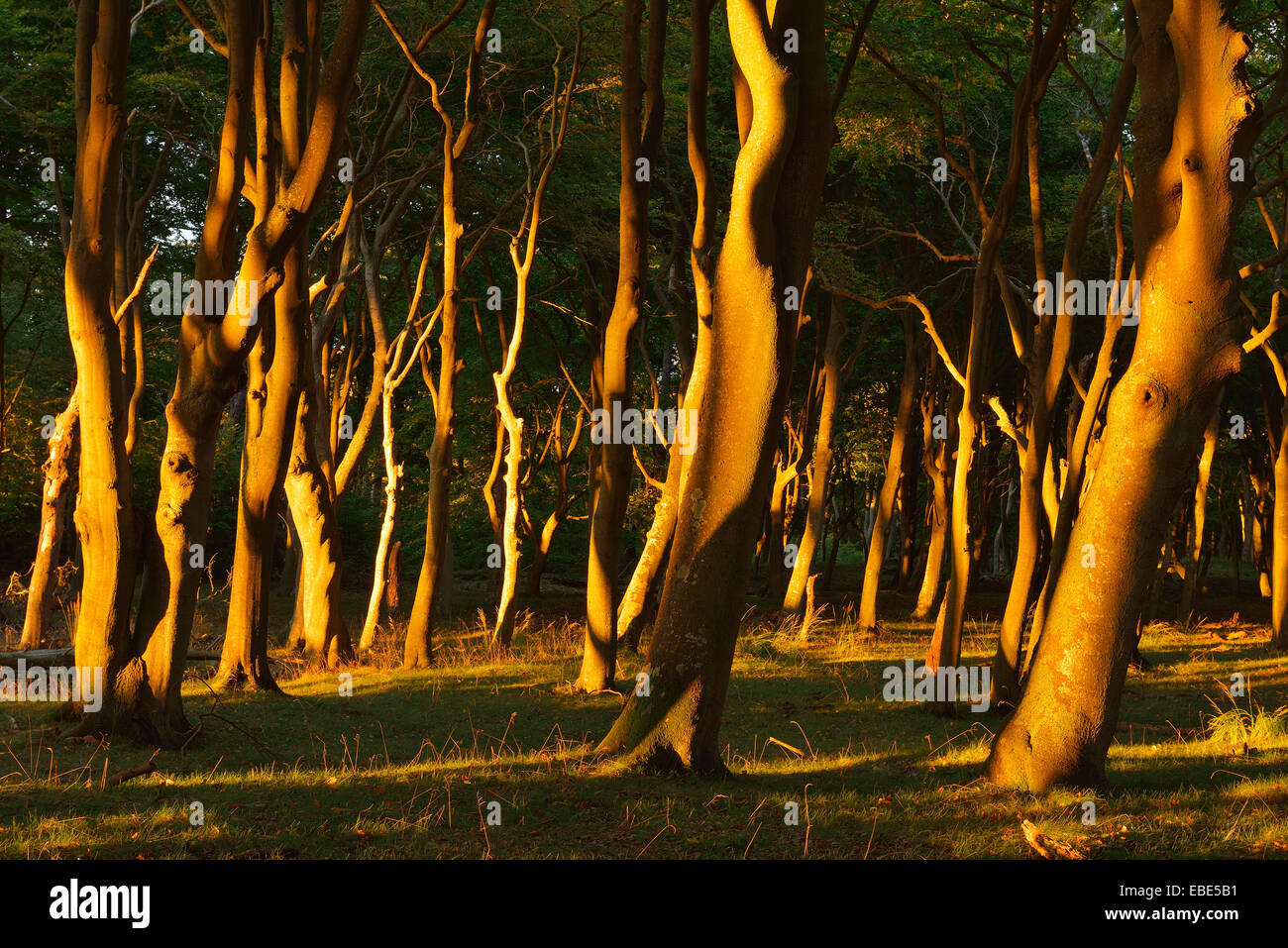 Coastal Beech Forest at Sunset, West Beach, Prerow, Darss, Fischland ...