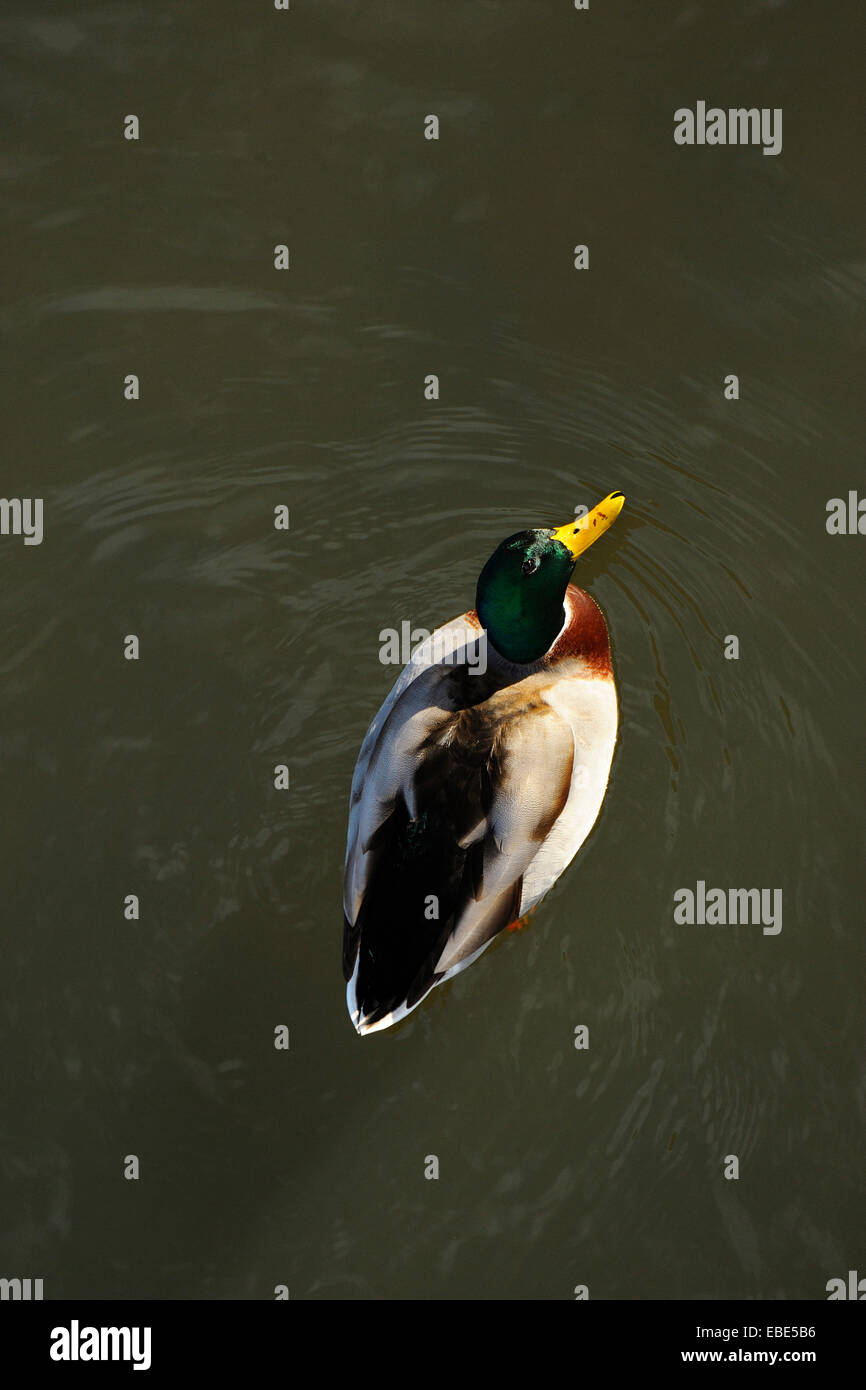 Overhead View of Male Mallard Duck (Anas platyrhynchos) on Water ...