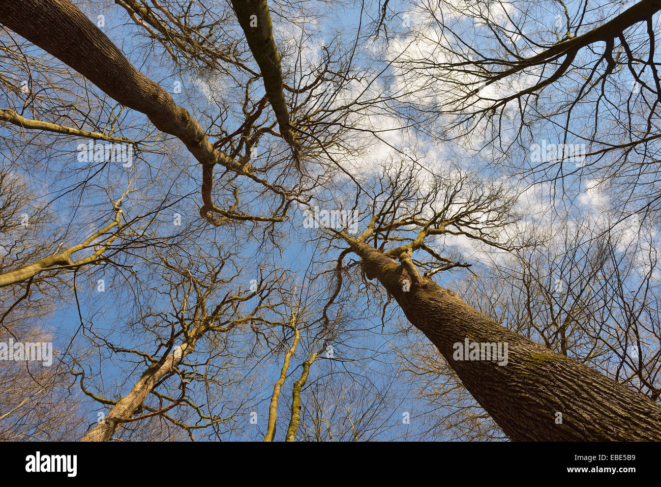 Looking up at Oak Treetops in early Spring, Eichhall Forest Reserve ...