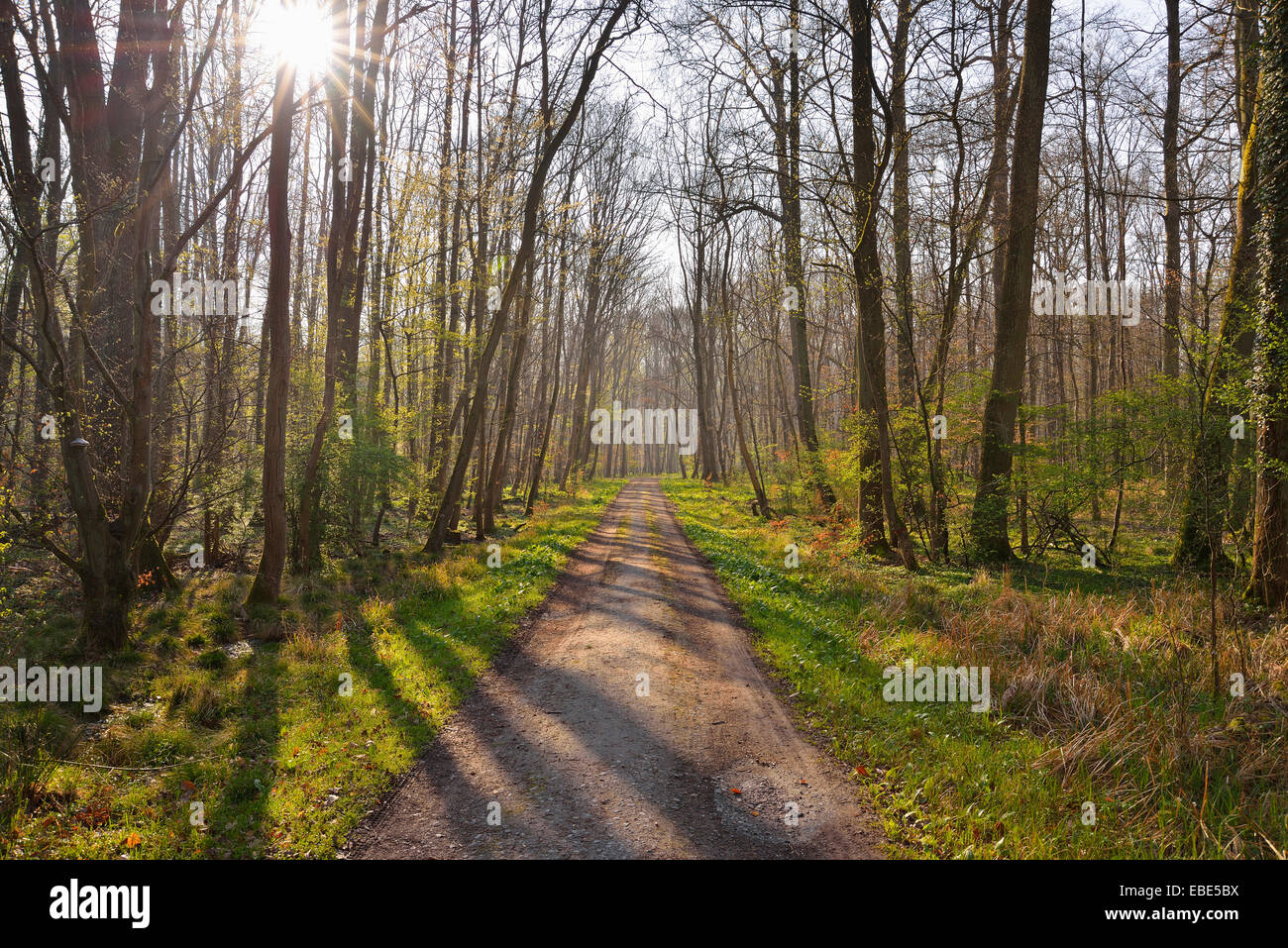 Forest Path in early Spring with Sun, Nature Reserve, near Monchbruch ...