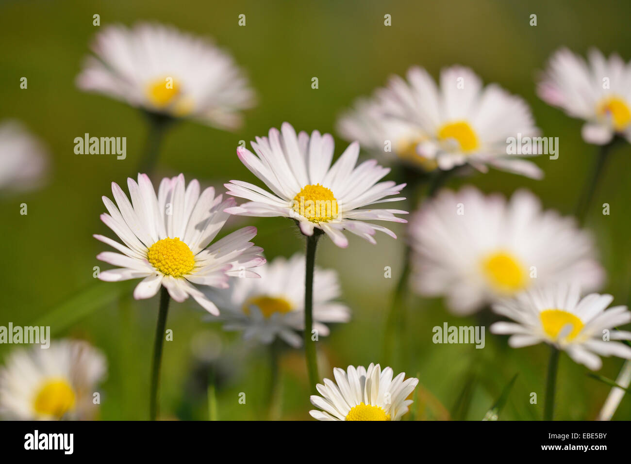 Photograph of common daisy hi-res stock photography and images - Alamy