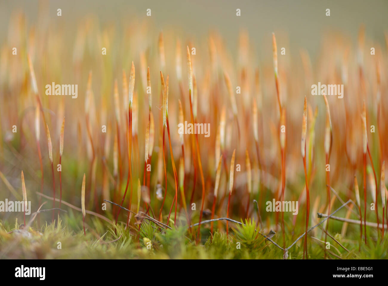 Tortula muralis hi-res stock photography and images - Alamy
