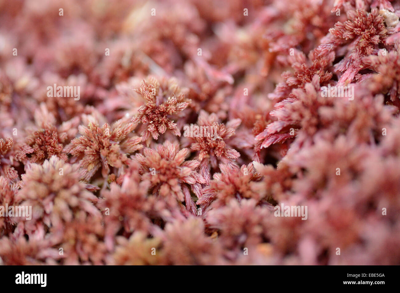 Red moss sphagnum rubellum a peat moss hi-res stock photography and ...