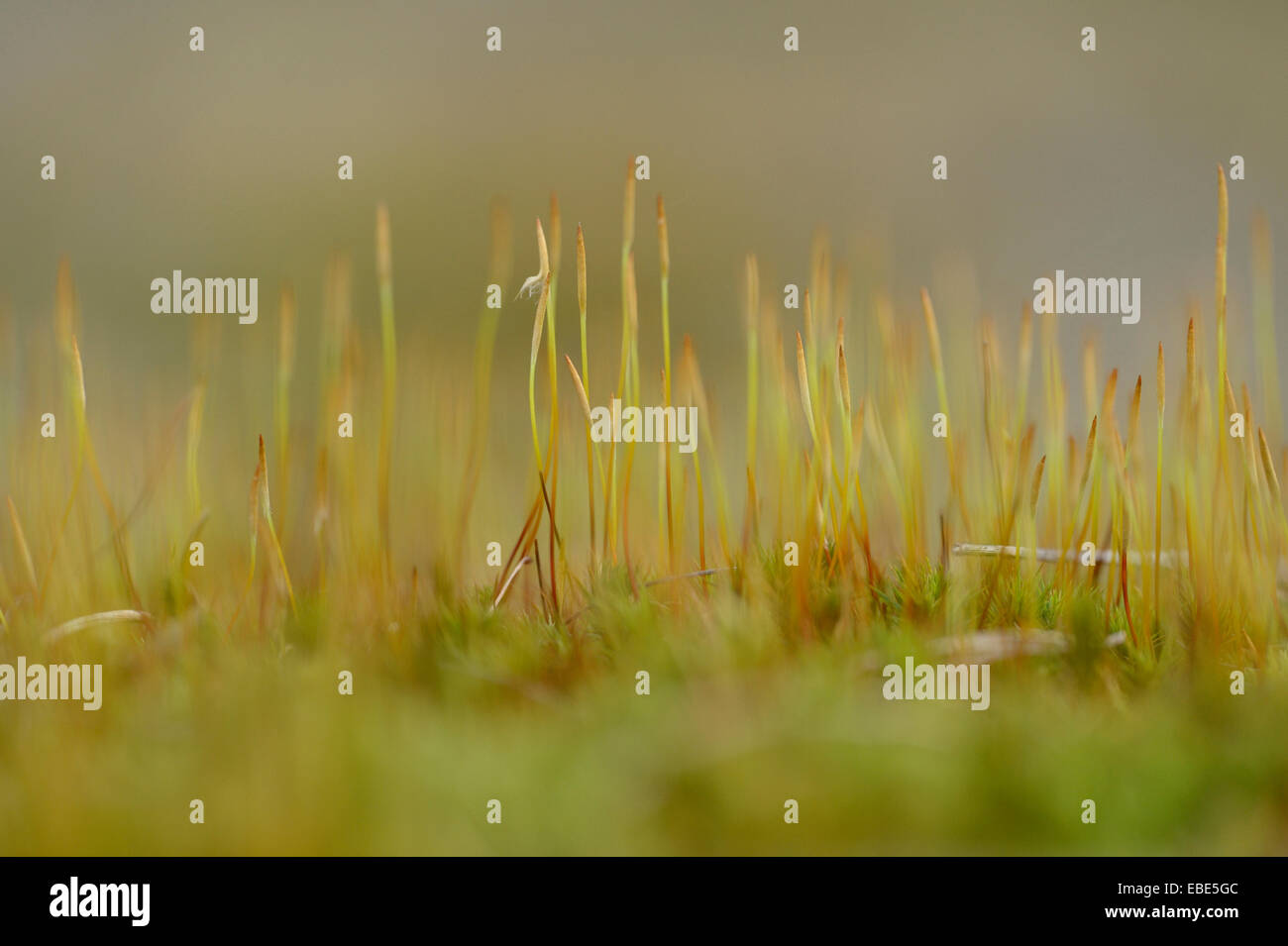 Close-up of moss (Tortula muralis) buds in spring, Bavaria, Germany ...