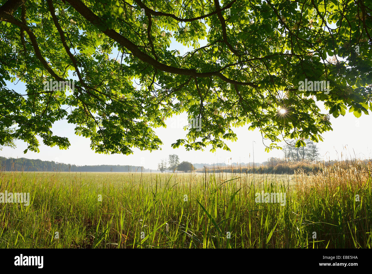 Branches of a chestnut tree and field, Nature Reserve Moenchbruch ...