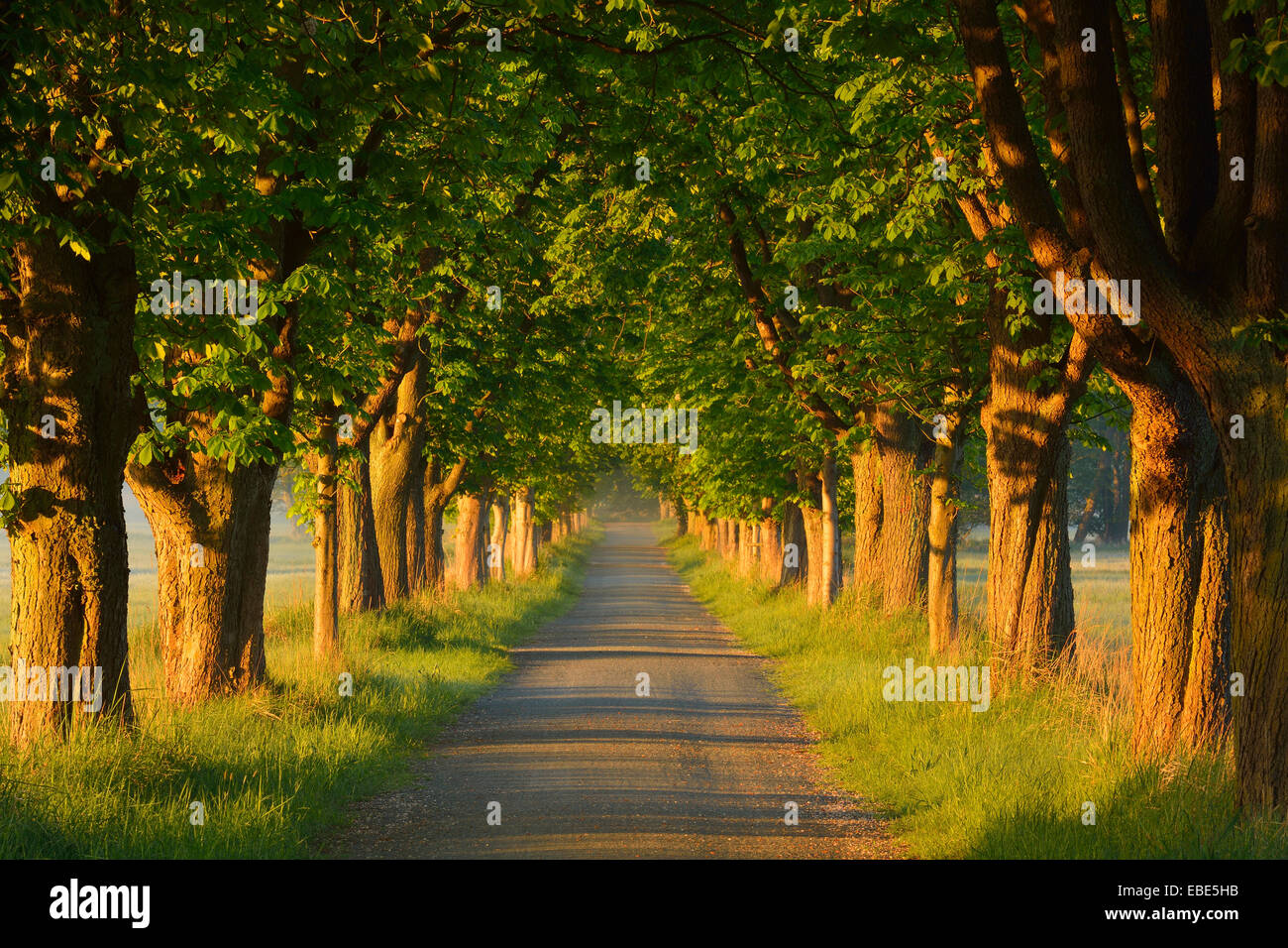 Chestnut tree-lined road in early morning light, Nature Reserve ...