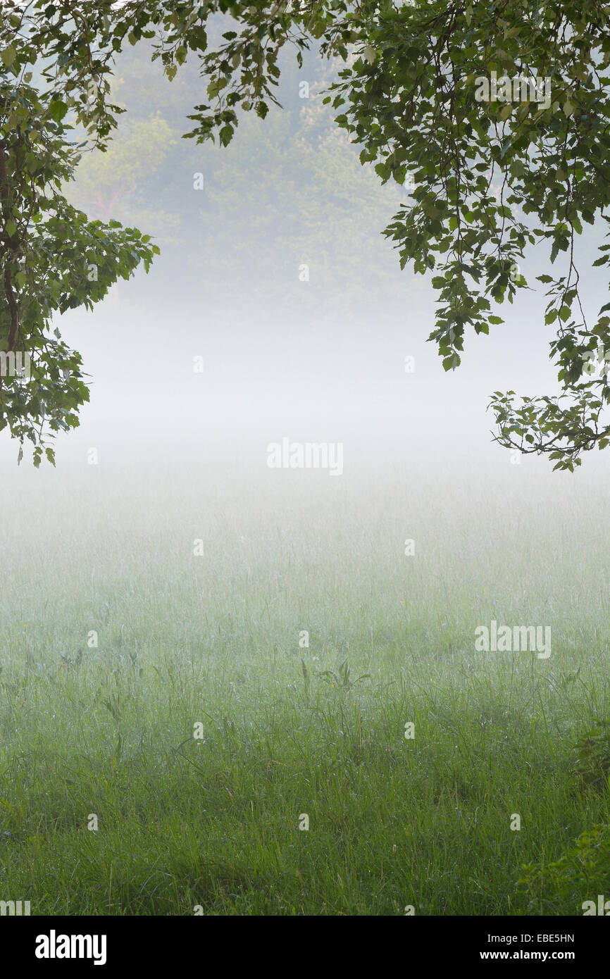 Branches of trees and field in morning mist, Nature Reserve Moenchbruch ...