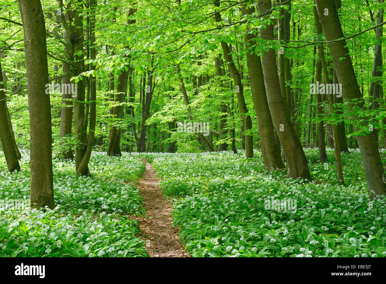 European Beech Forest (Fagus sylvatica) with Ramson (Allium ursinum ...