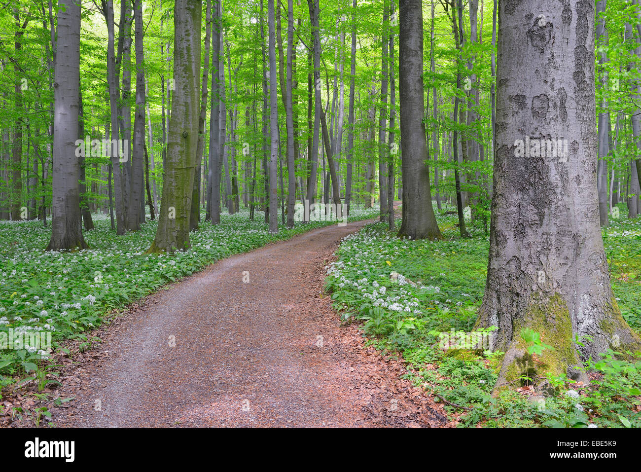 Path in European Beech Forest (Fagus sylvatica) with Ramson (Allium ...