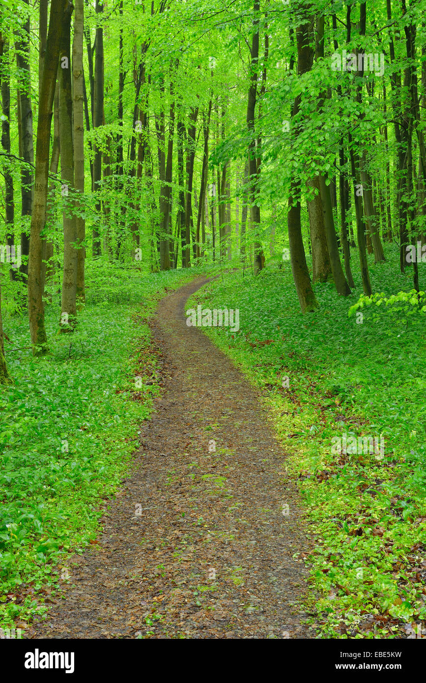 Path through beech forest, Hainich National Park, Thuringia, Germany ...