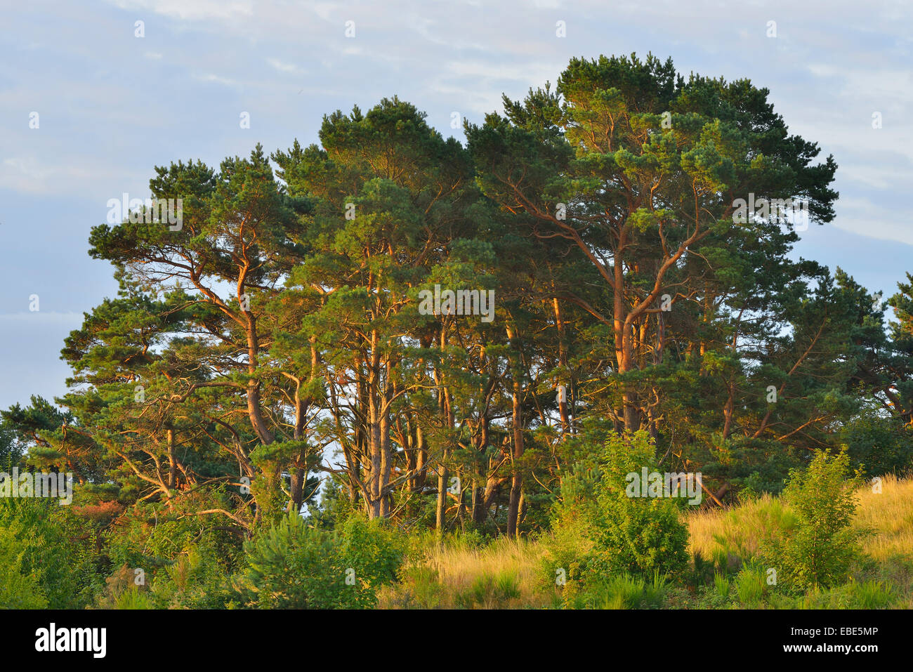 Pine Tree Forest on Dornbusch, Summer, Baltic Island of Hiddensee ...