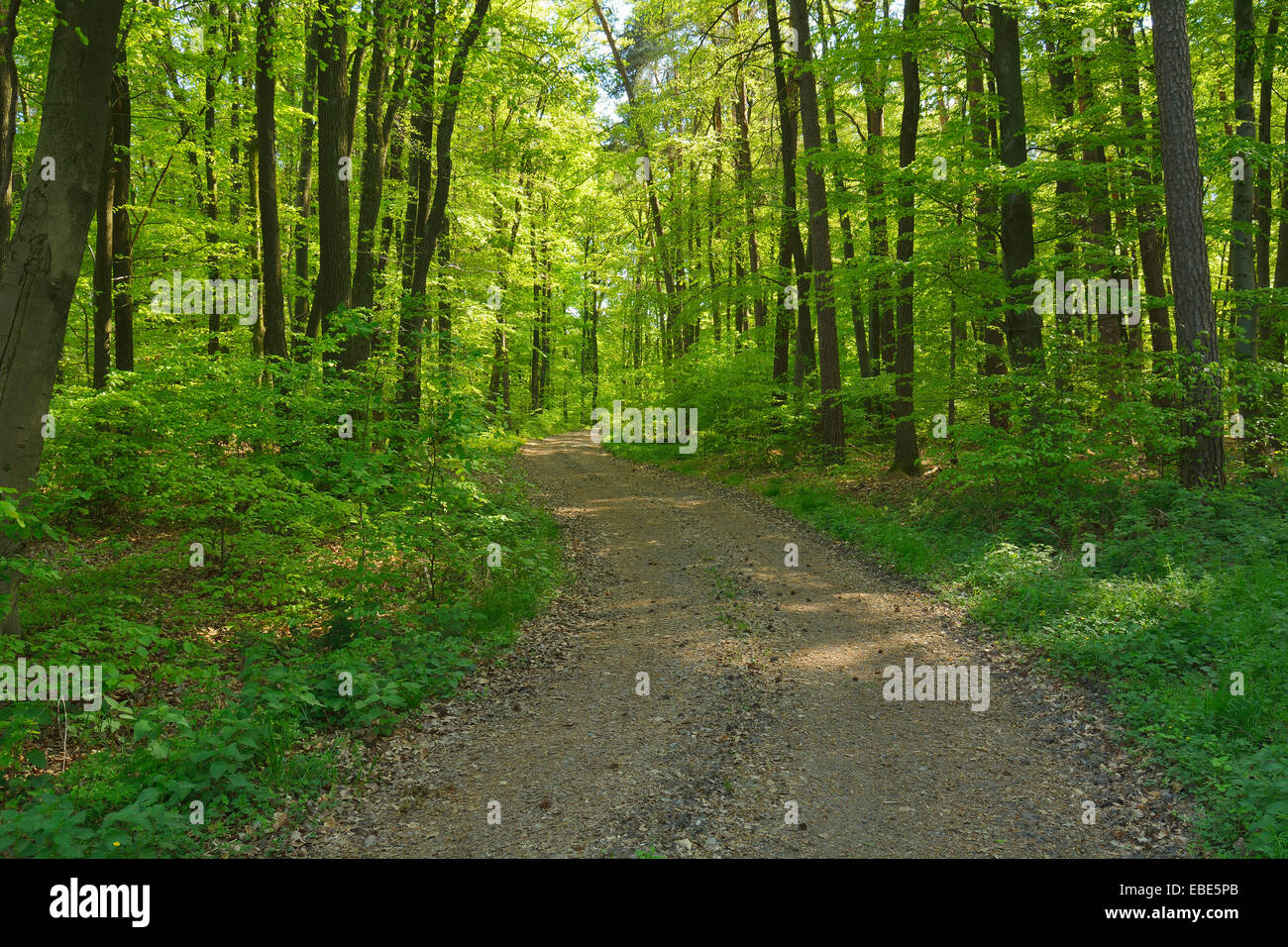 Forest Path in the Spring, Eichelsbach, Spessart, Franconia, Bavaria ...