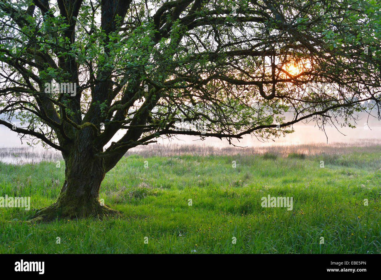 Tree at Sunrise, Spring, Ober-Moos, Grebenhain, Vogelsberg District ...