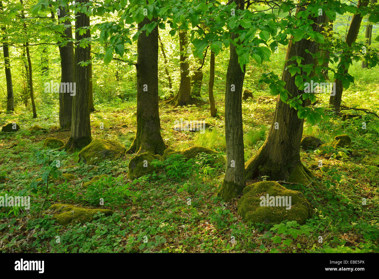 Central european deciduous forest in the spring hi-res stock ...