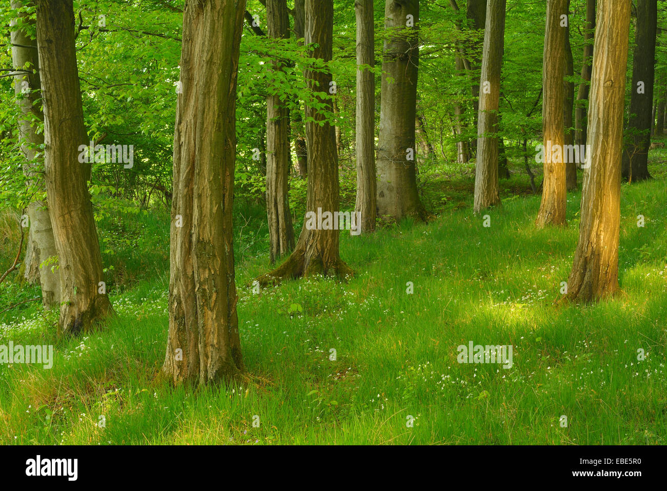 Forest in the Spring, Vogelsberg District, Hesse, Germany Stock Photo ...