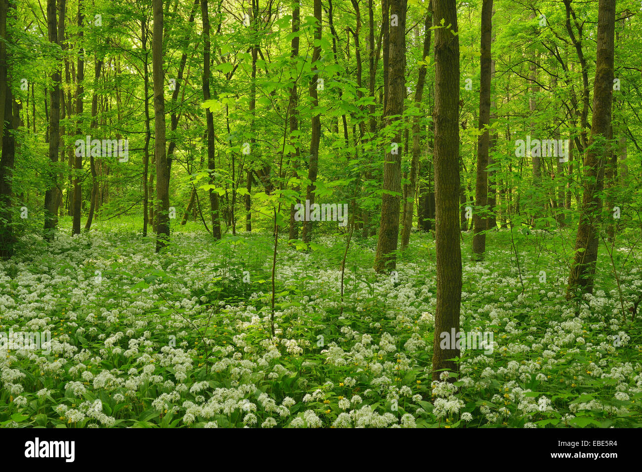 Central european deciduous forest in the spring hi-res stock ...