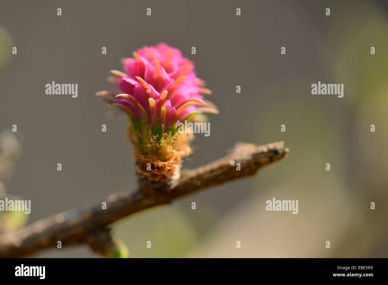 Close-up of a European larch (Larix decidua) blooming in a forest in ...
