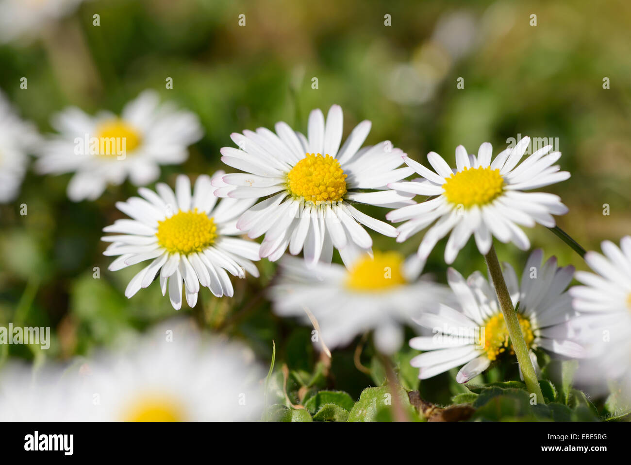 Photograph of common daisy hi-res stock photography and images - Alamy