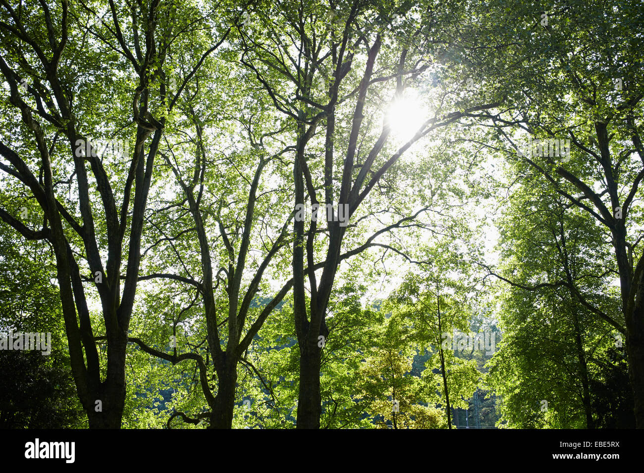 Close-up of trees in a park with sunlight in springtime, Germany Stock ...