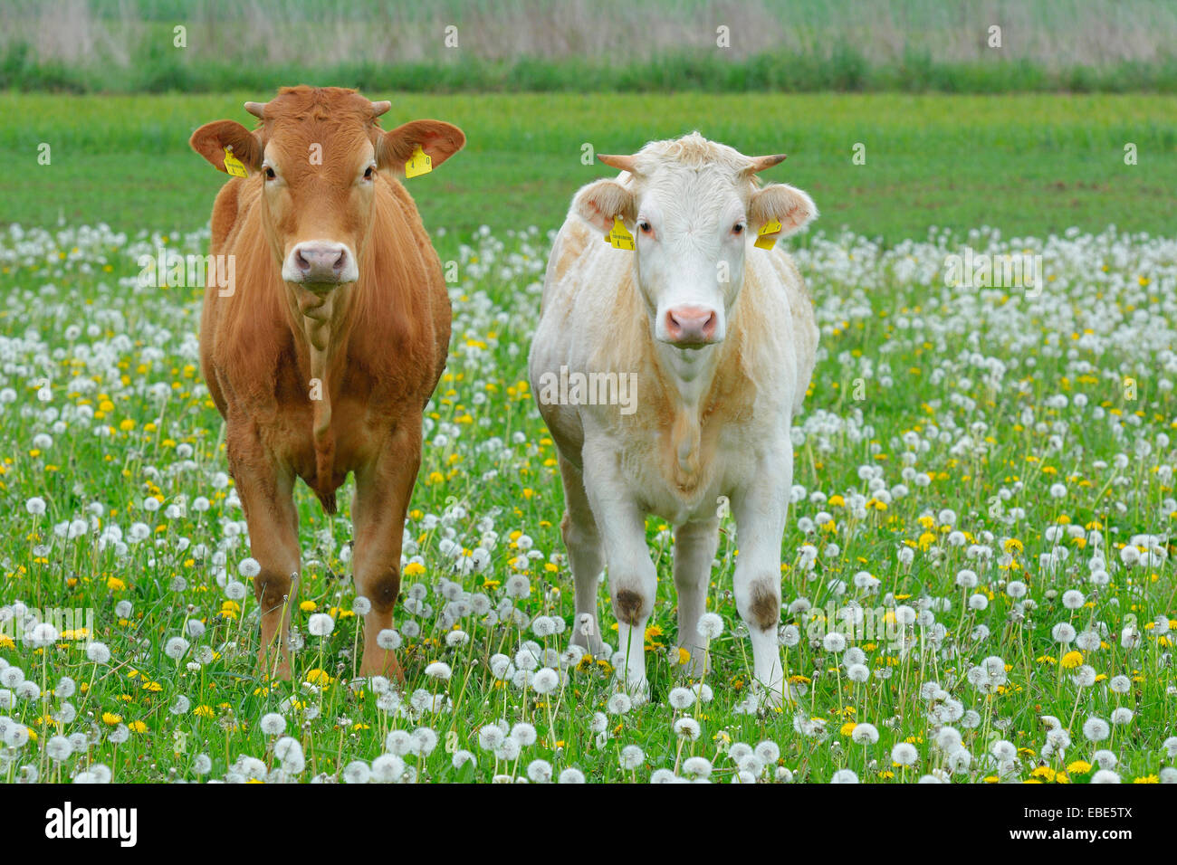 Cows in Meadow, Miltenberg, Bavaria, Germany, Europe Stock Photo - Alamy