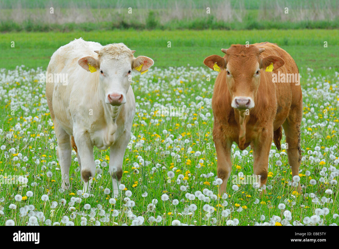 Three cows together hi-res stock photography and images - Alamy