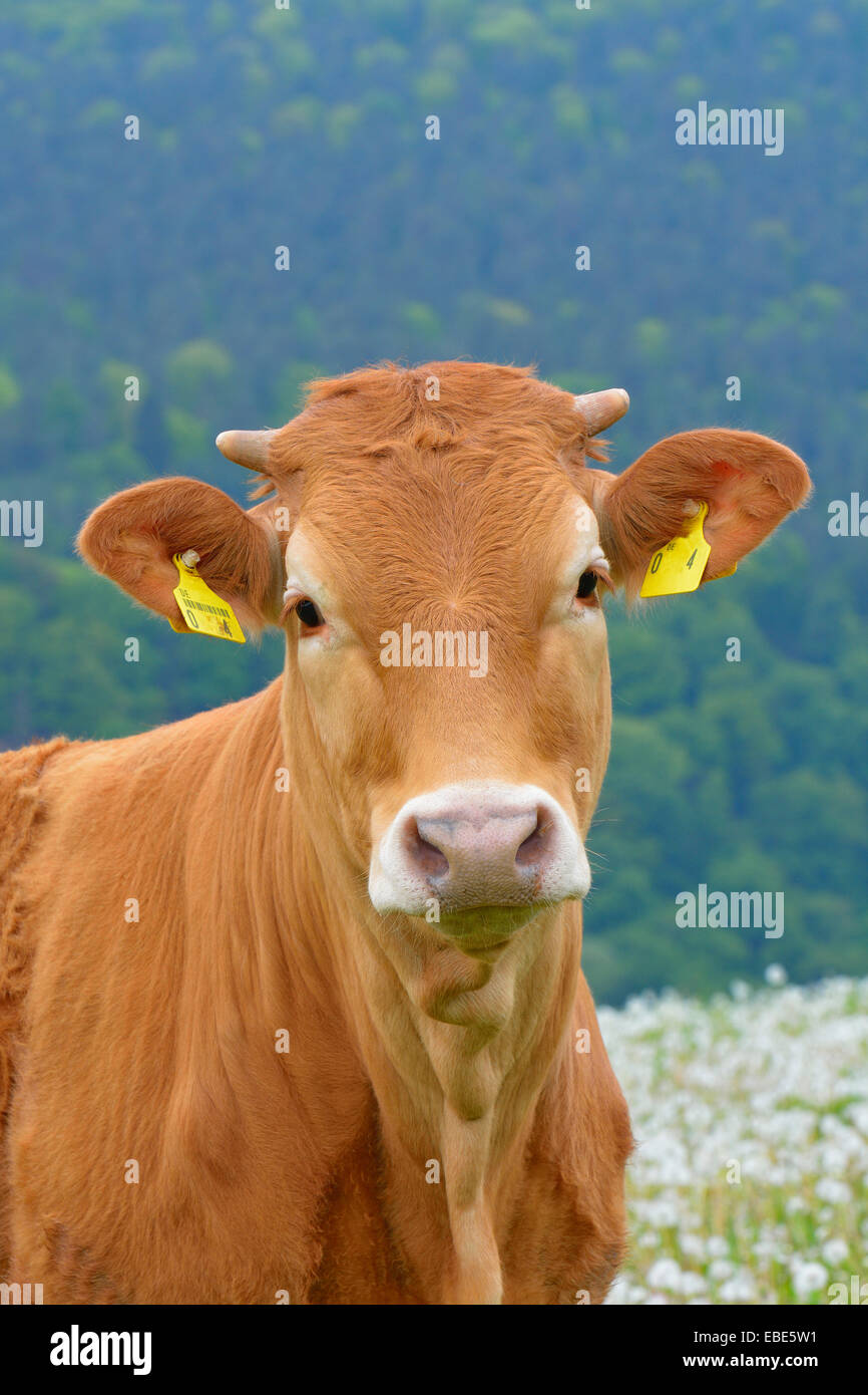 Cow spring germany hi-res stock photography and images - Alamy