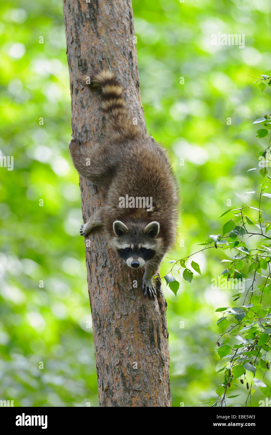 Raccoon tree europe hi-res stock photography and images - Alamy