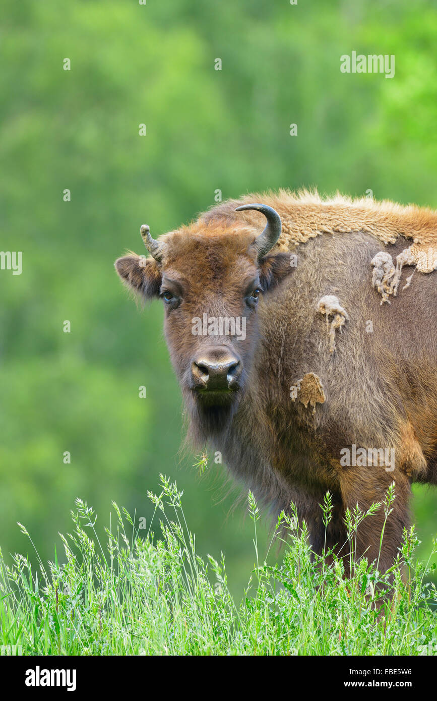 Portrait of European Bison (Bison bonasus), Hesse, Germany, Europe ...