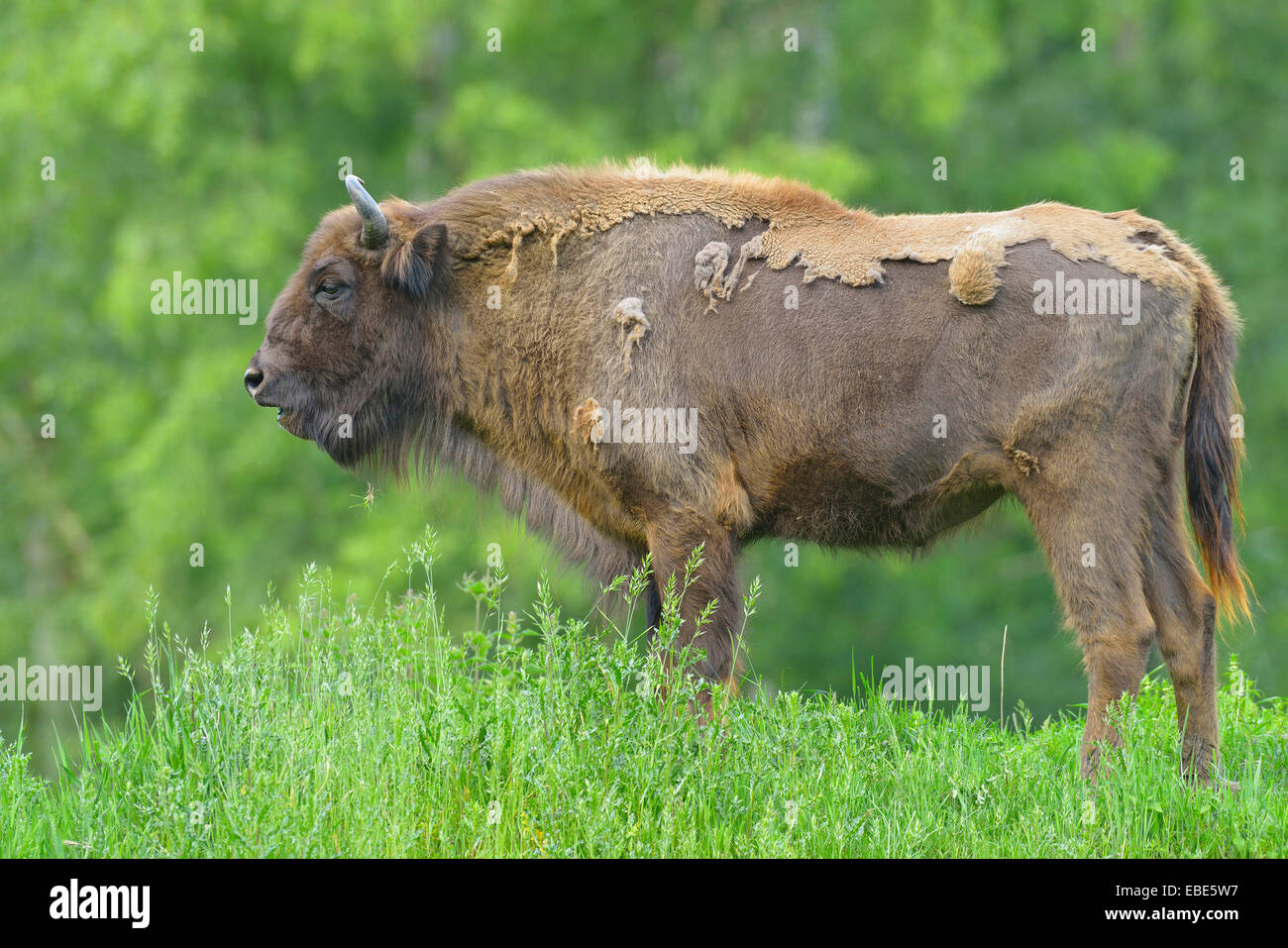 Portrait of European Bison (Bison bonasus), Hesse, Germany, Europe ...