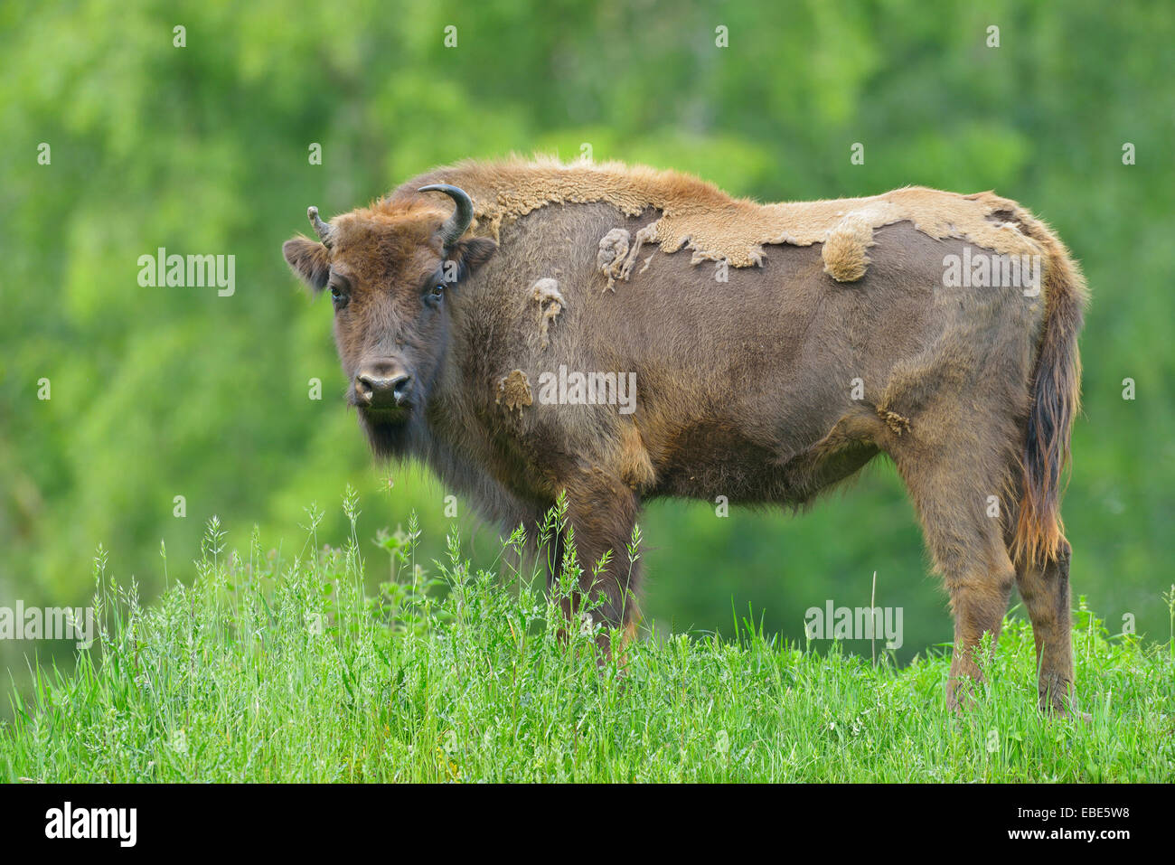 Portrait of European Bison (Bison bonasus), Hesse, Germany, Europe ...
