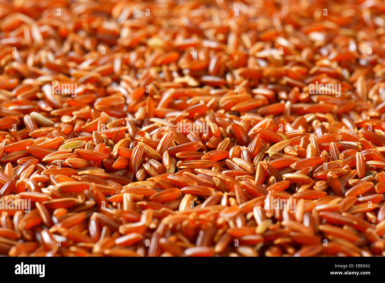 Grains of Camargue red rice (Grown organically in the wetlands of ...