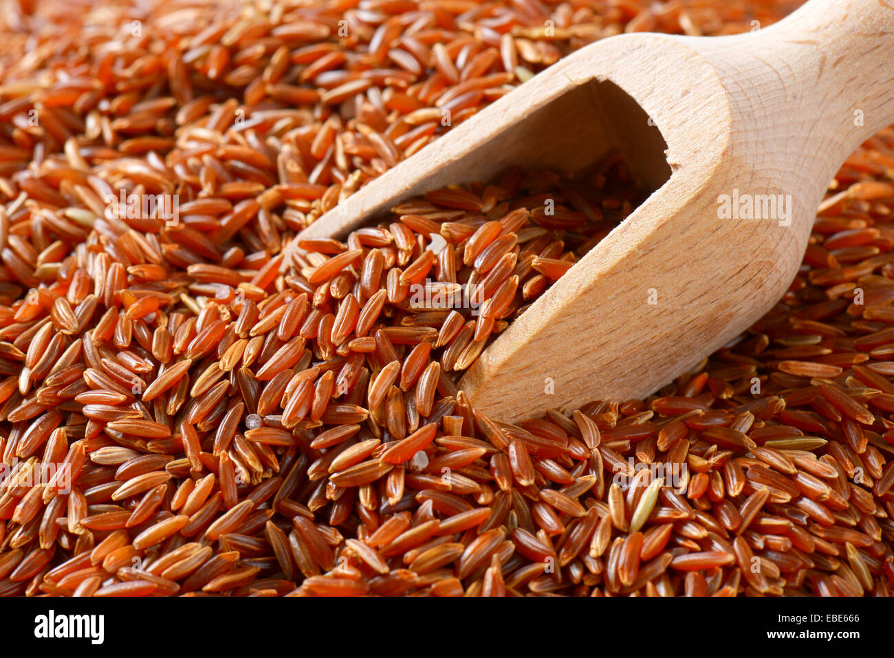 Grains of Camargue red rice (Grown organically in the wetlands of ...