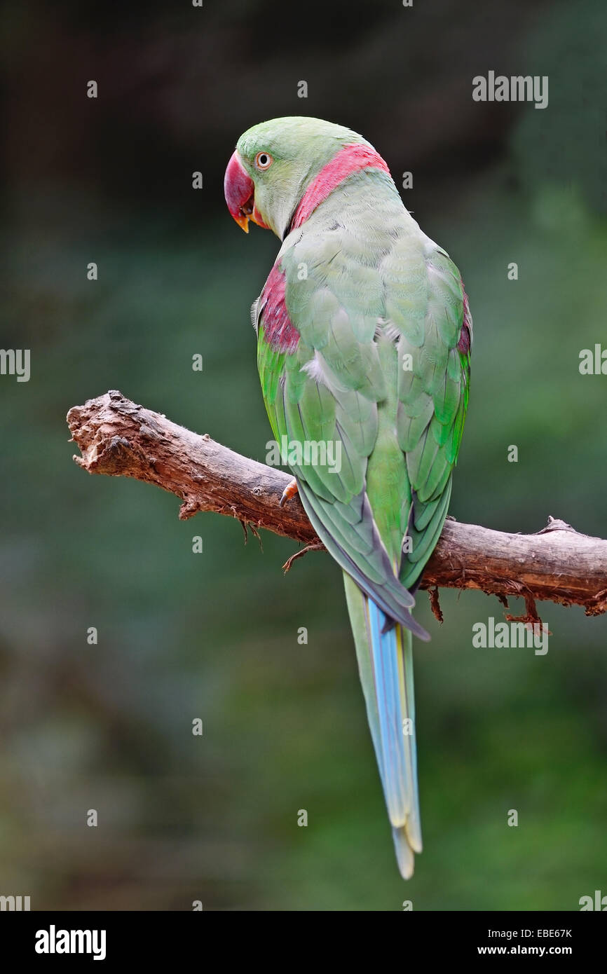 Baby Male Alexandrine Parrot