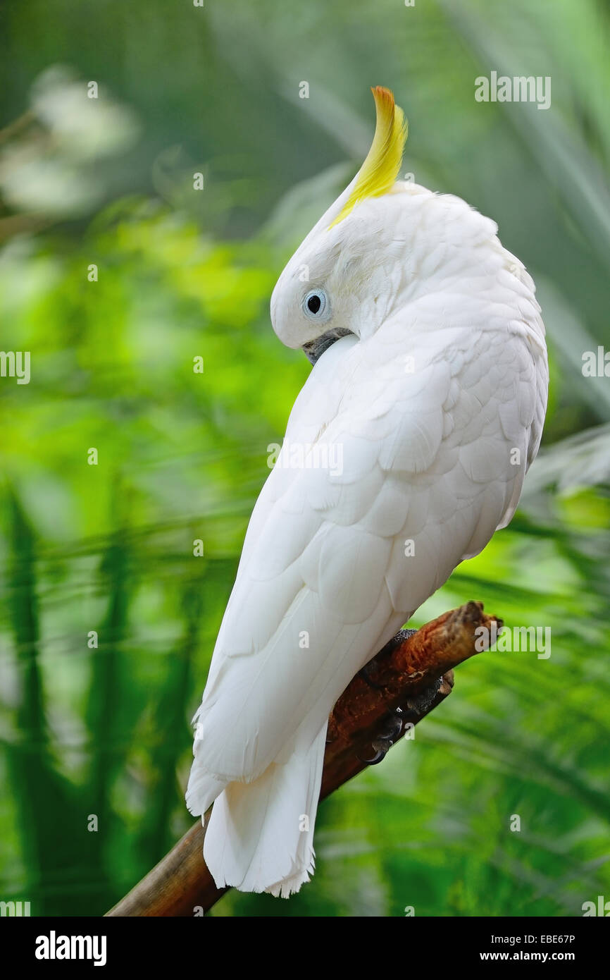 Beautiful white Cockatoo, Sulphur-crested Cockatoo (Cacatua galerita ...