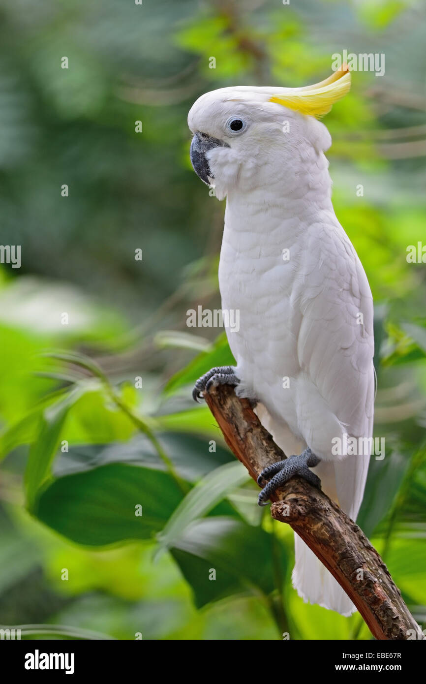 Sulphur crested cockatoo hi-res stock photography and images - Alamy