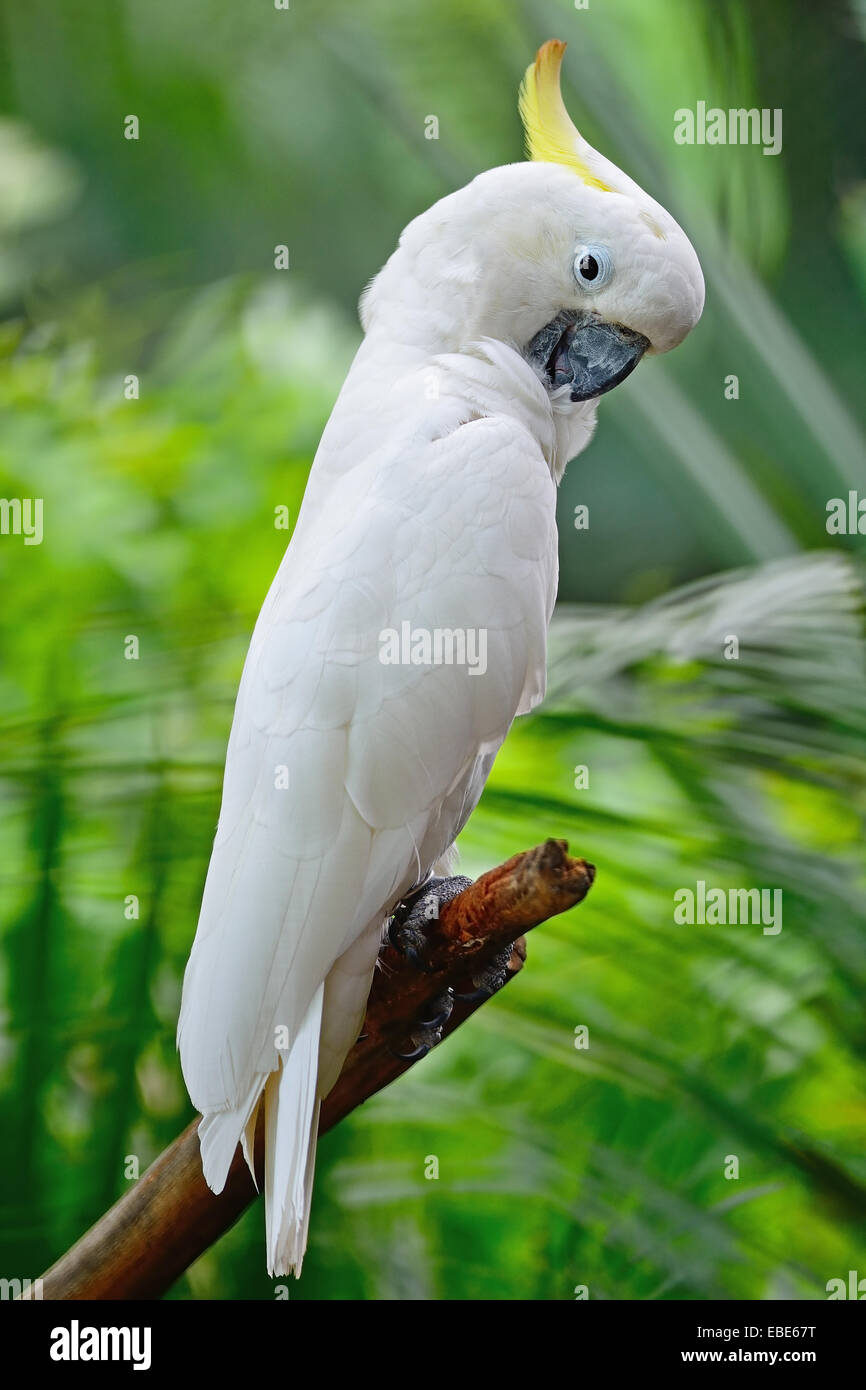 Beautiful white Cockatoo, Sulphur-crested Cockatoo (Cacatua galerita ...