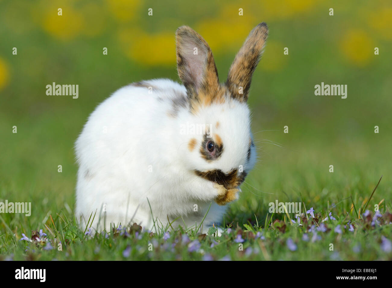 Baby Rabbit cleaning Face in Flower Meadow in Spring, Bavaria, Germany ...