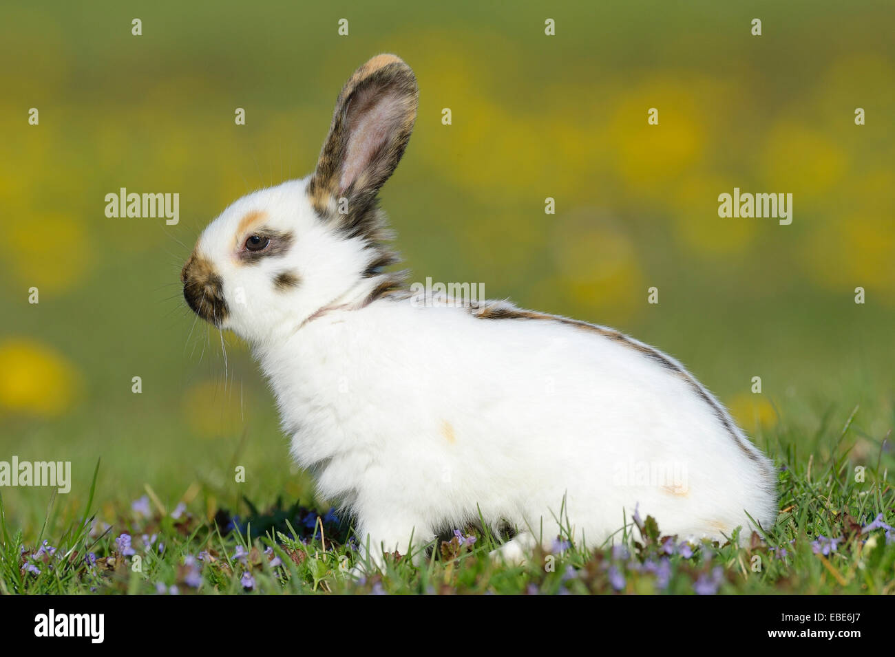 Baby Rabbit in Flower Meadow in Spring, Bavaria, Germany Stock Photo ...