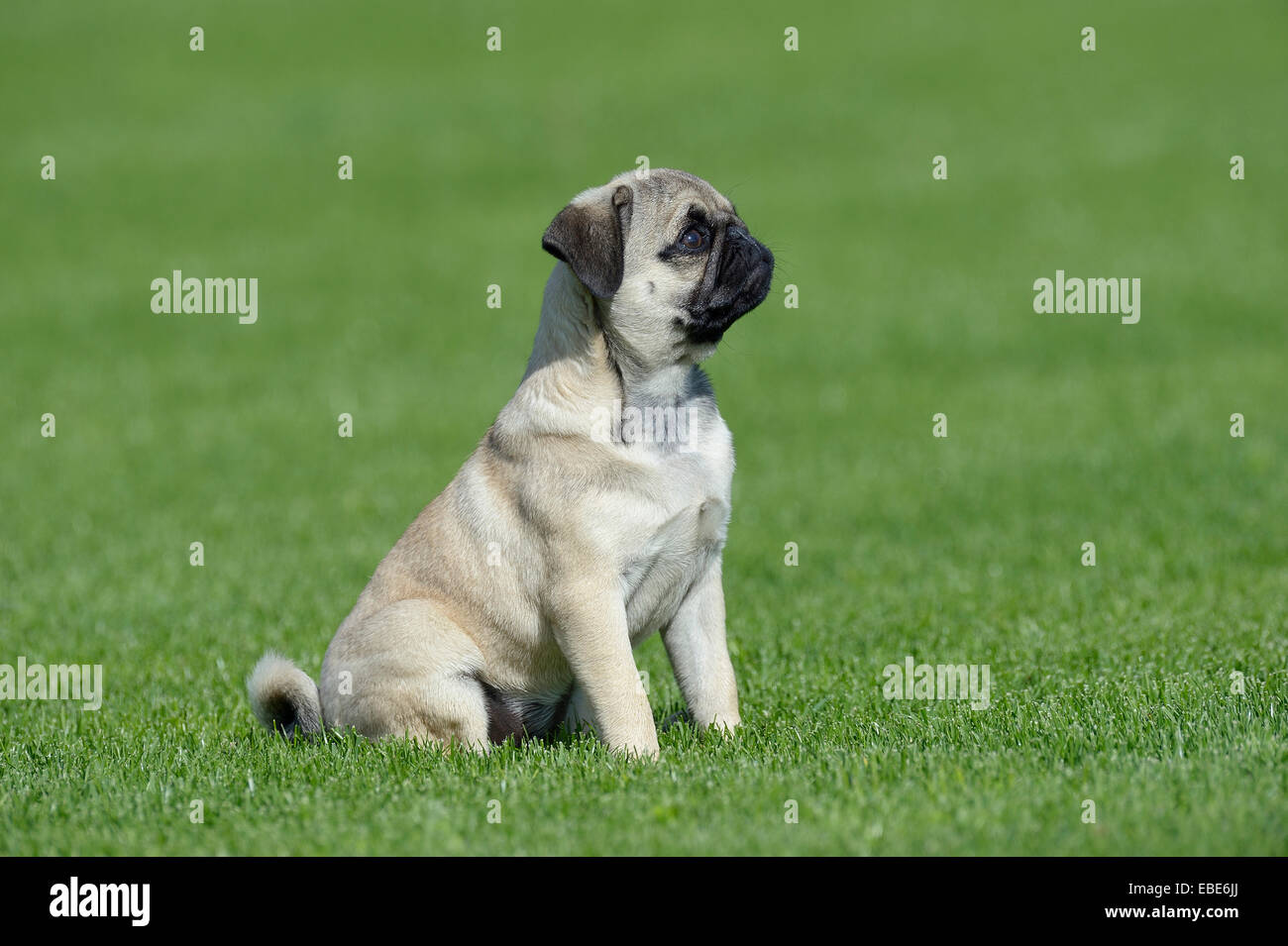 Pug Sitting in Meadow, Bavaria, Germany Stock Photo - Alamy
