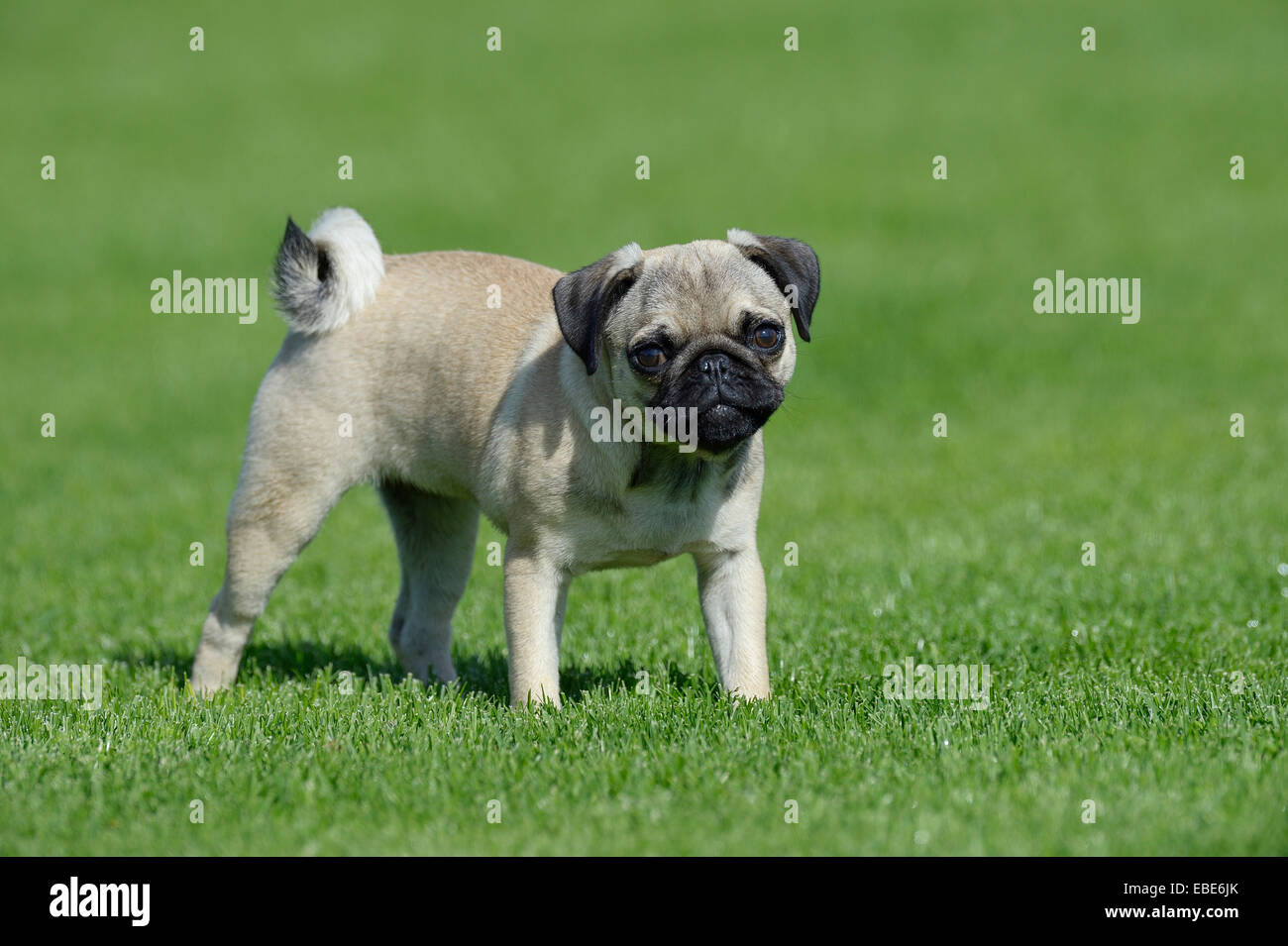 Pug standing hi-res stock photography and images - Alamy