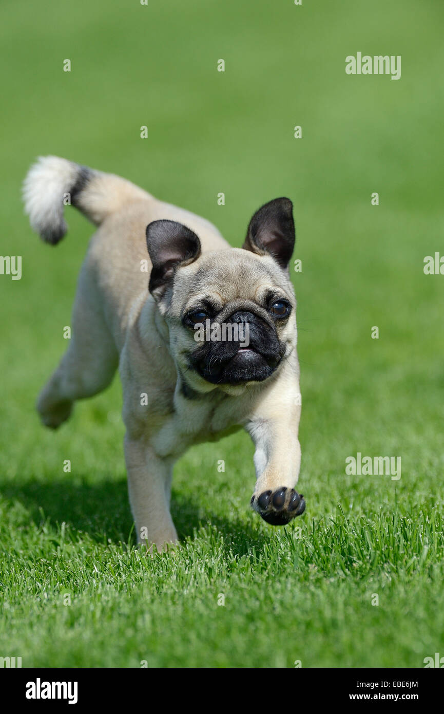 Pug Running in Meadow, Bavaria, Germany Stock Photo - Alamy