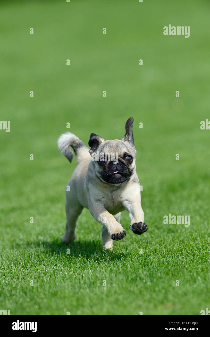 Pug running hi-res stock photography and images - Alamy