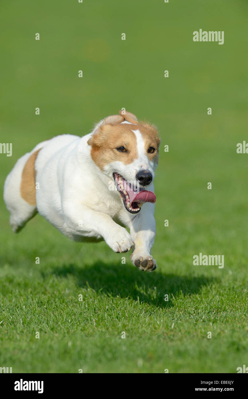 Jack Russel Terrier Running in Meadow, Bavaria, Germany Stock Photo - Alamy