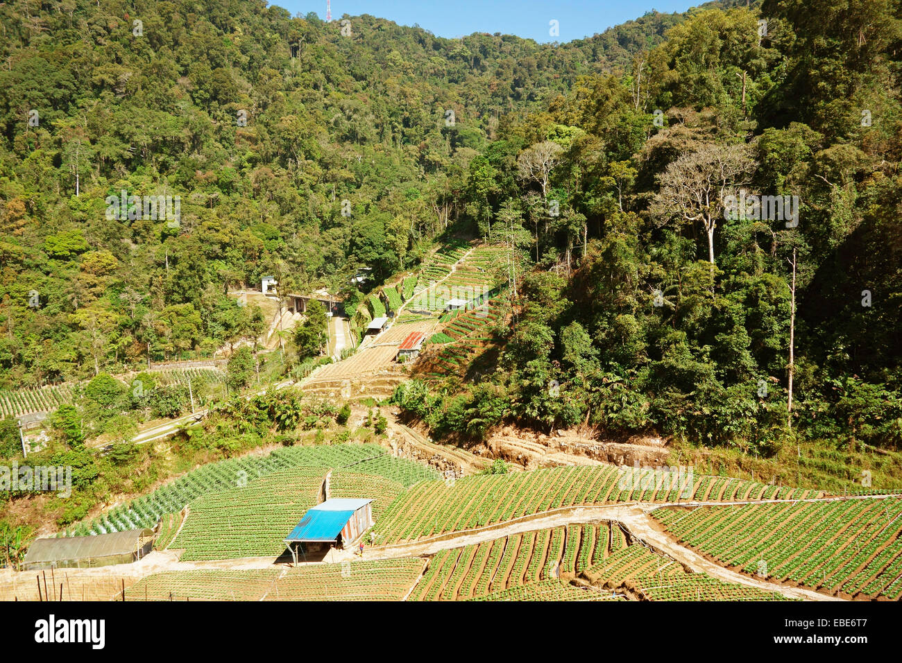 Farmland and Rainforest at Tanah Rata, Cameron Highlands, Pahang ...