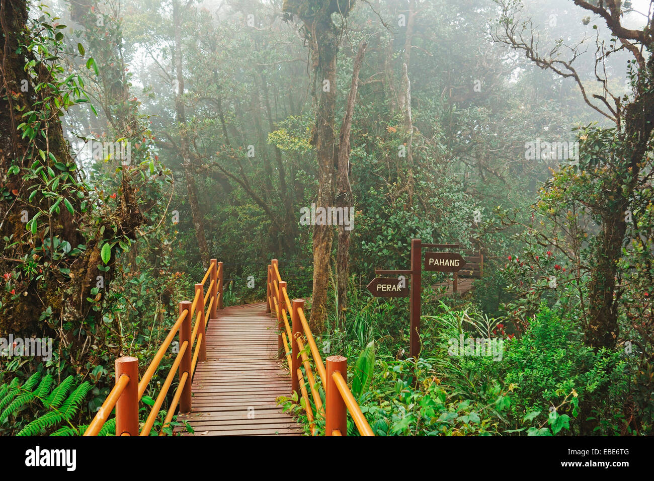 Mossy Forest, Gunung Brinchang, Cameron Highlands, Pahang, Malaysia ...