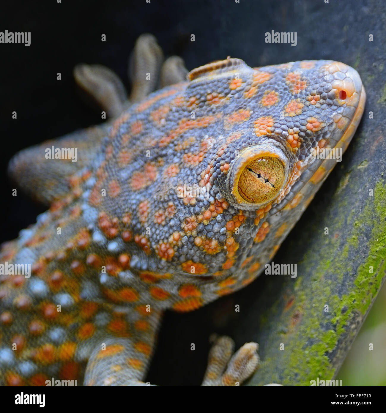 Beautiful gecko lizard, face and eye profile Stock Photo - Alamy